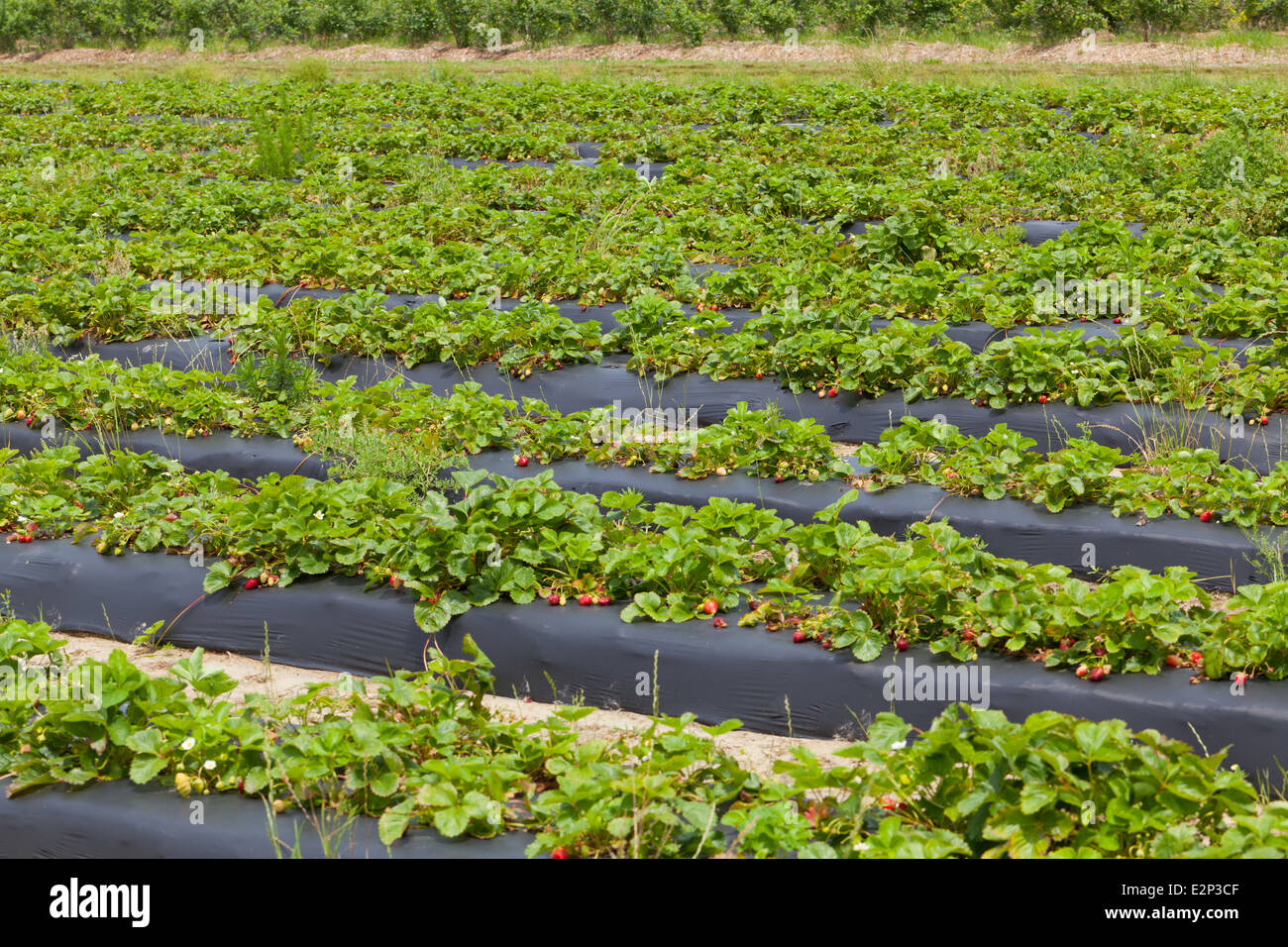 Rows of strawberry plants growing at a farm Stock Photo - Alamy
