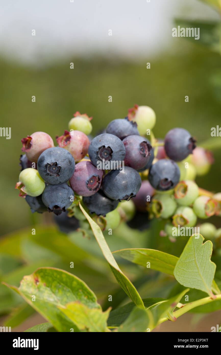Blueberry cluster still on the bush, ready for harvest Stock Photo - Alamy