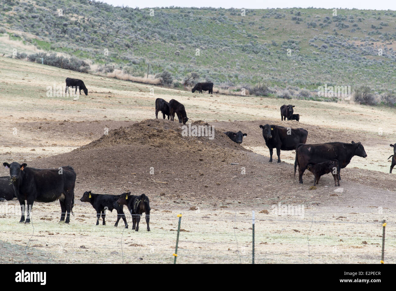 Cows in an overgrazed area, Burns, Oregon Stock Photo - Alamy