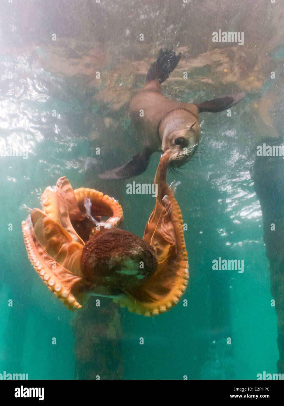 Photographer witnesses a Seal attacking an Octopus Where: Australia ...