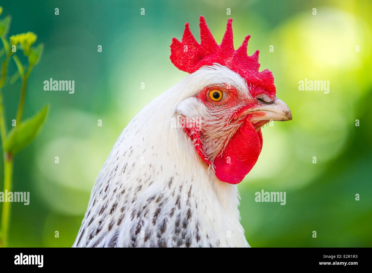 a chicken with a beautiful cockscomb Standing tall right Stock Photo ...