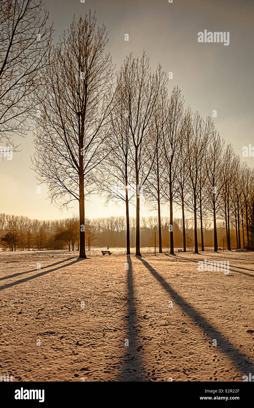 by sunrise at row of trees is the light perfect Stock Photo - Alamy