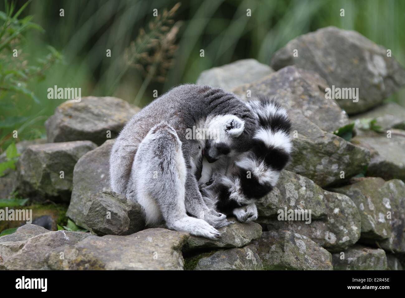 Lewd Lemur Life in a zoo can be pretty boring for a Lemur, so what does ...