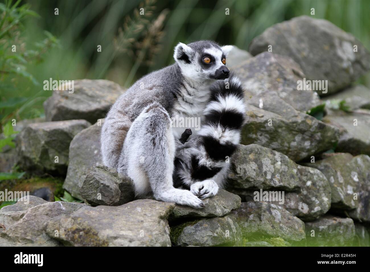 Lewd Lemur Life in a zoo can be pretty boring for a Lemur, so what does ...