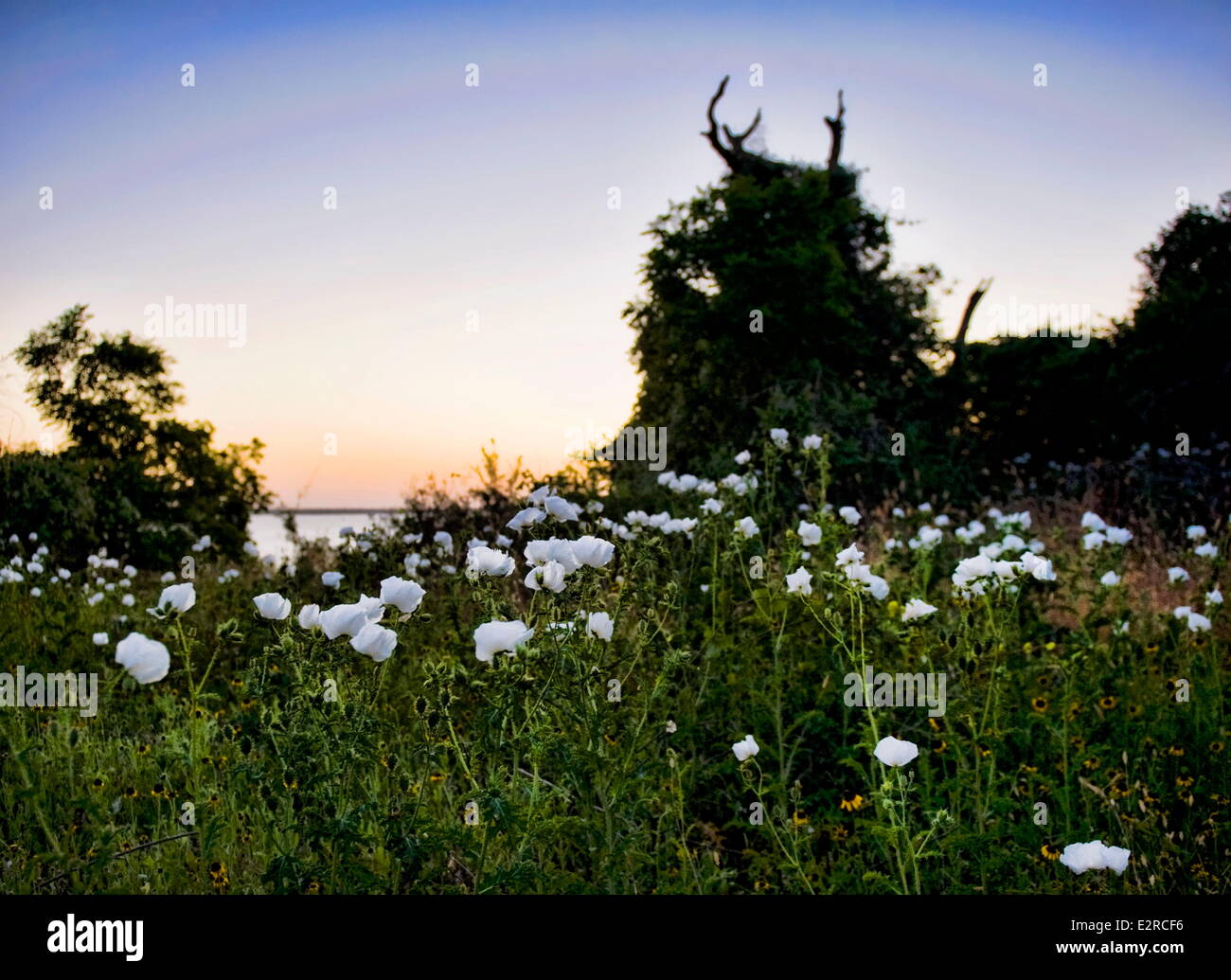 Somerville, Texas, USA. 5th May, 2014. Sunset Trail at Lake Somerville ...