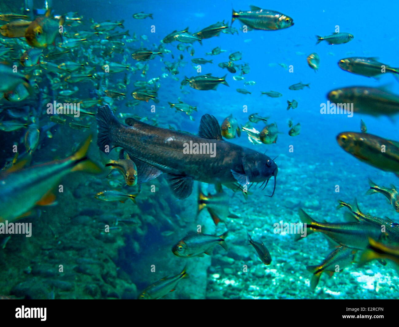 Balmorhea, Texas, USA. 10th Sep, 2013. Channel catfish, Mexican tetras ...