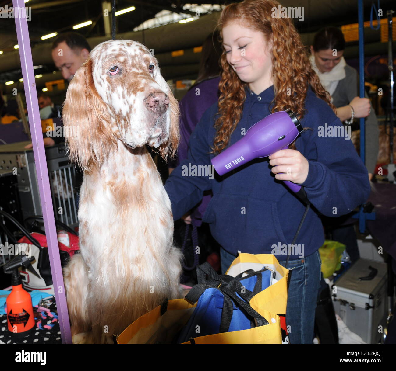 The Westminster Kennel Club Dog Show 2013 at Madison Square Gardens ...