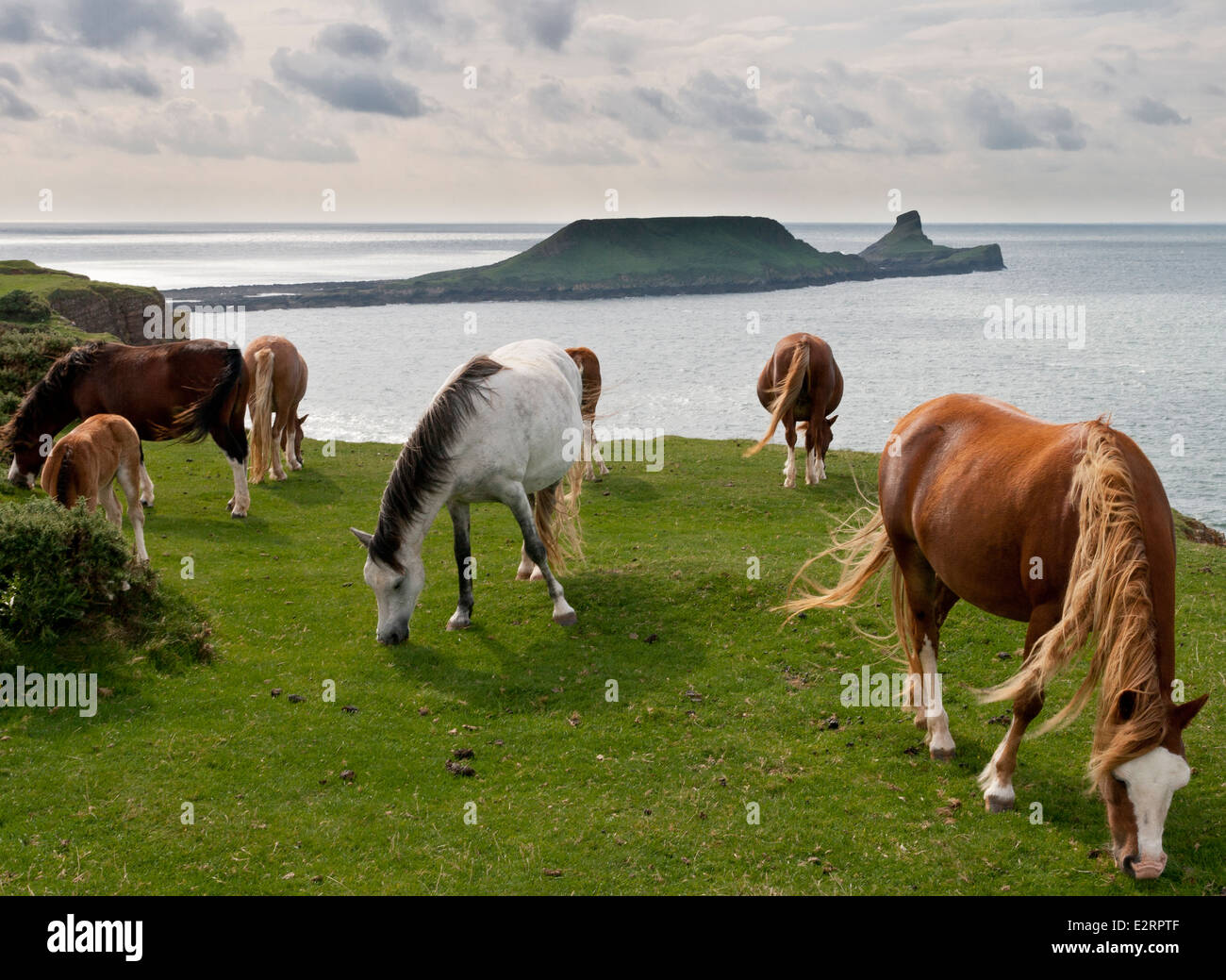 Worms head hi-res stock photography and images - Alamy