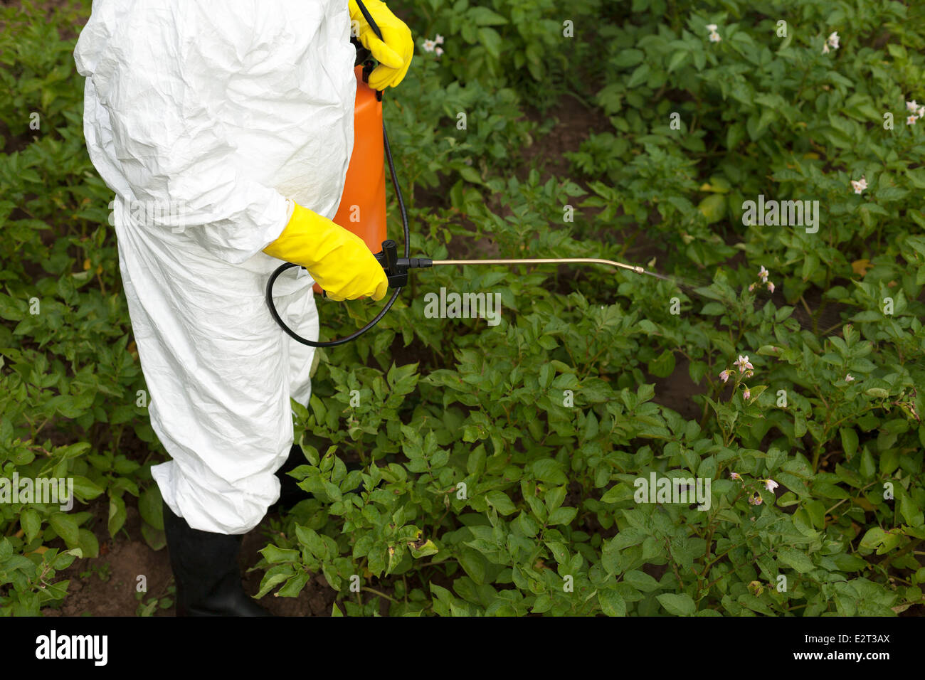 vegetables spraying with pesticides in a garden Stock Photo - Alamy