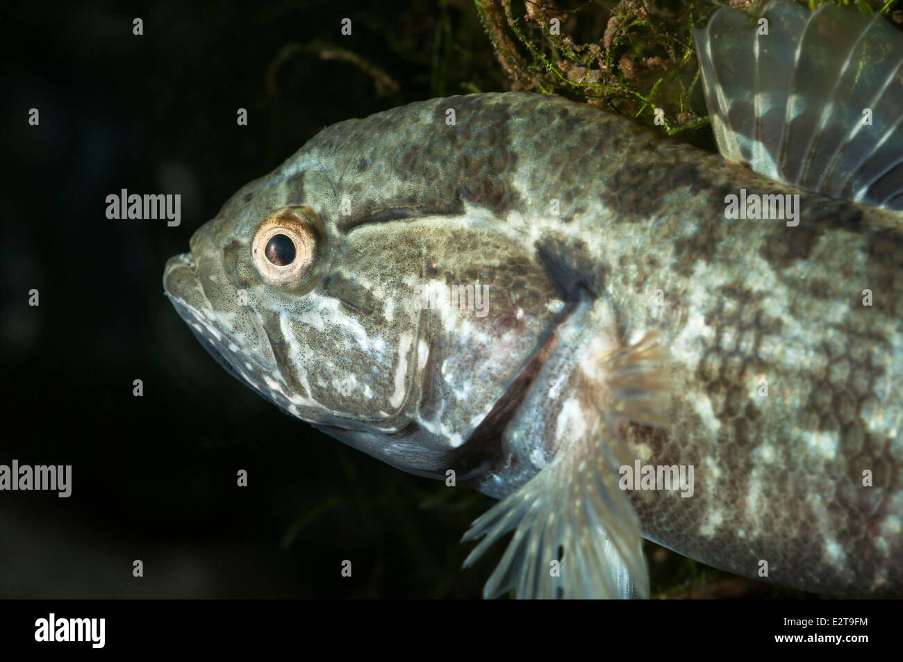 Predatory fish hi-res stock photography and images - Alamy