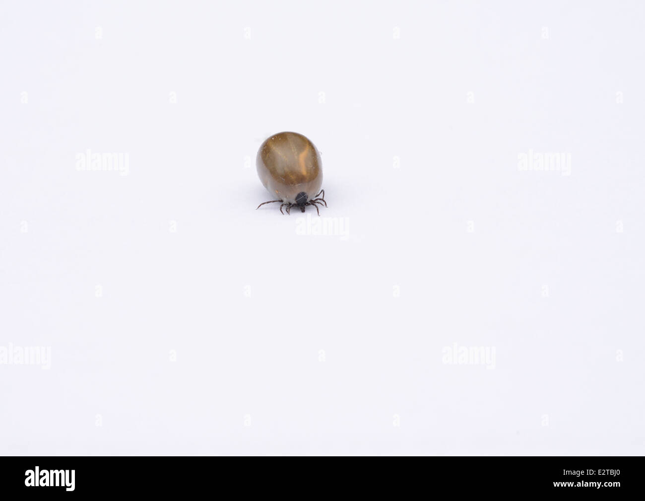 Castor bean tick (Ixodes ricinus) on a white background. Female after ...