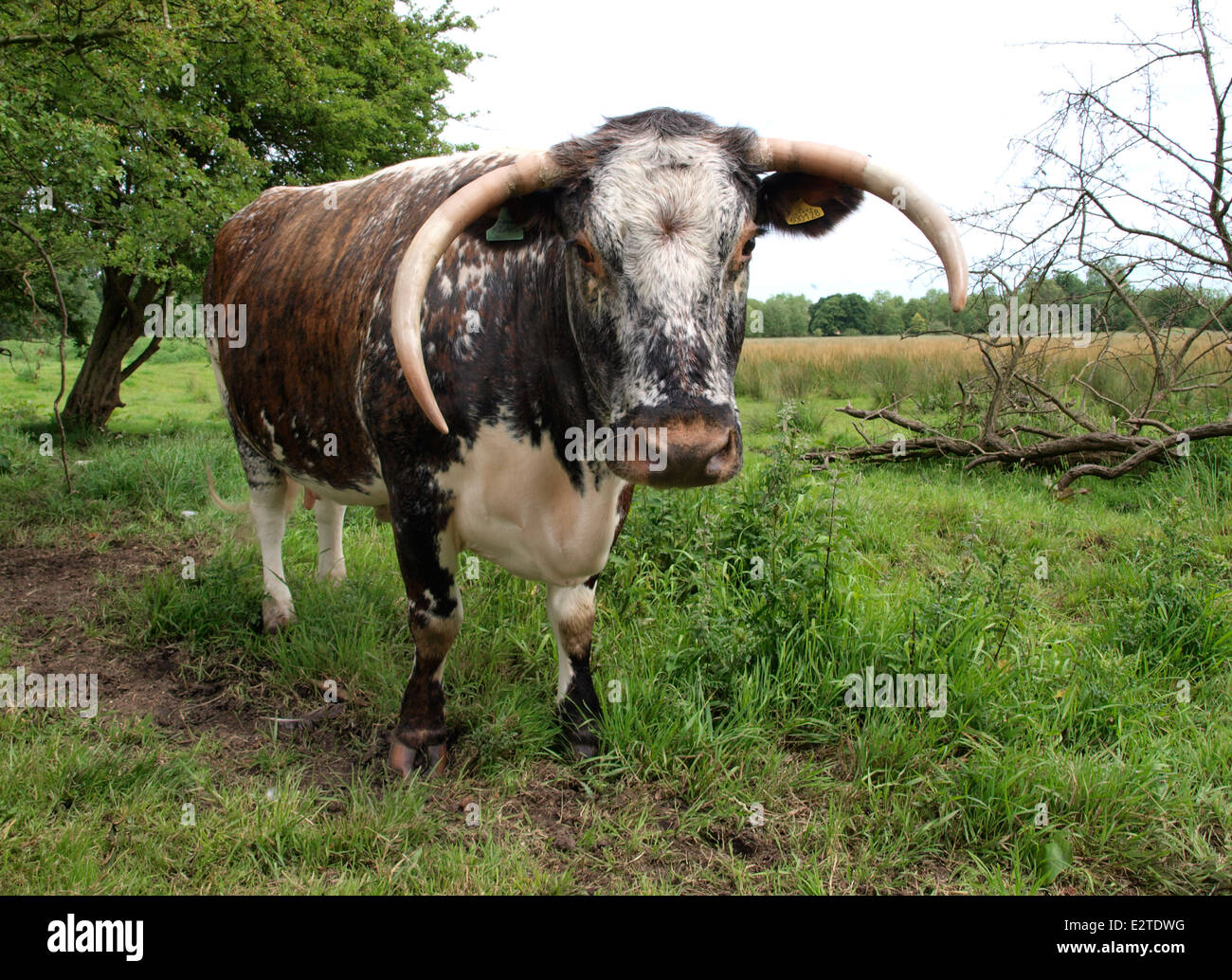 English longhorn cow hi-res stock photography and images - Alamy