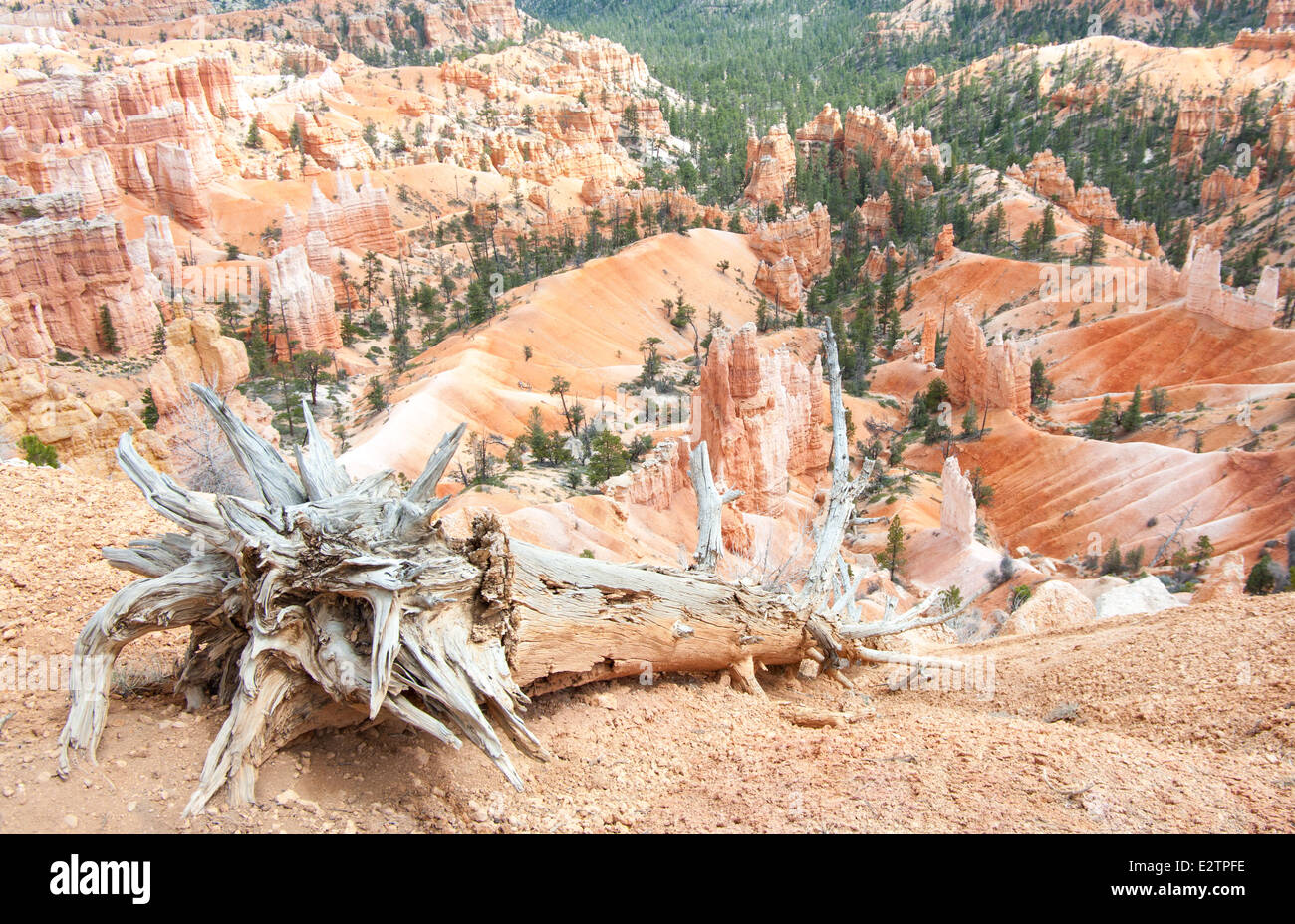 Massive fallen tree hi-res stock photography and images - Alamy