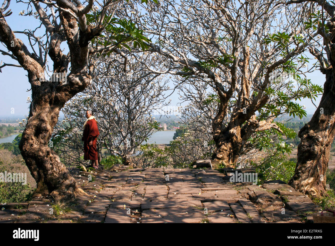 A Buddhust monk is standing among trees at the ruins of ancient and ...