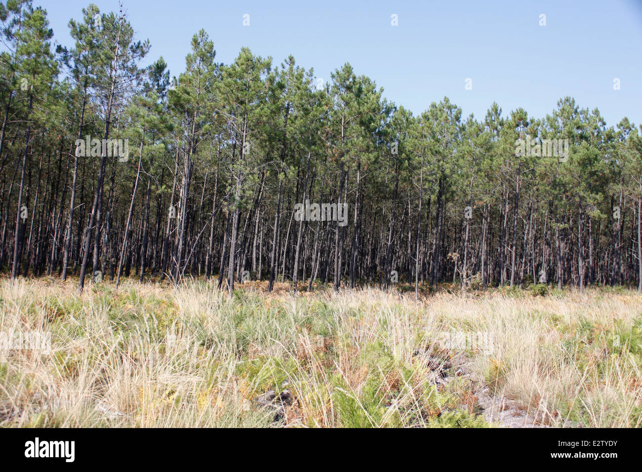 Maritime pine trees and france hi-res stock photography and images - Alamy