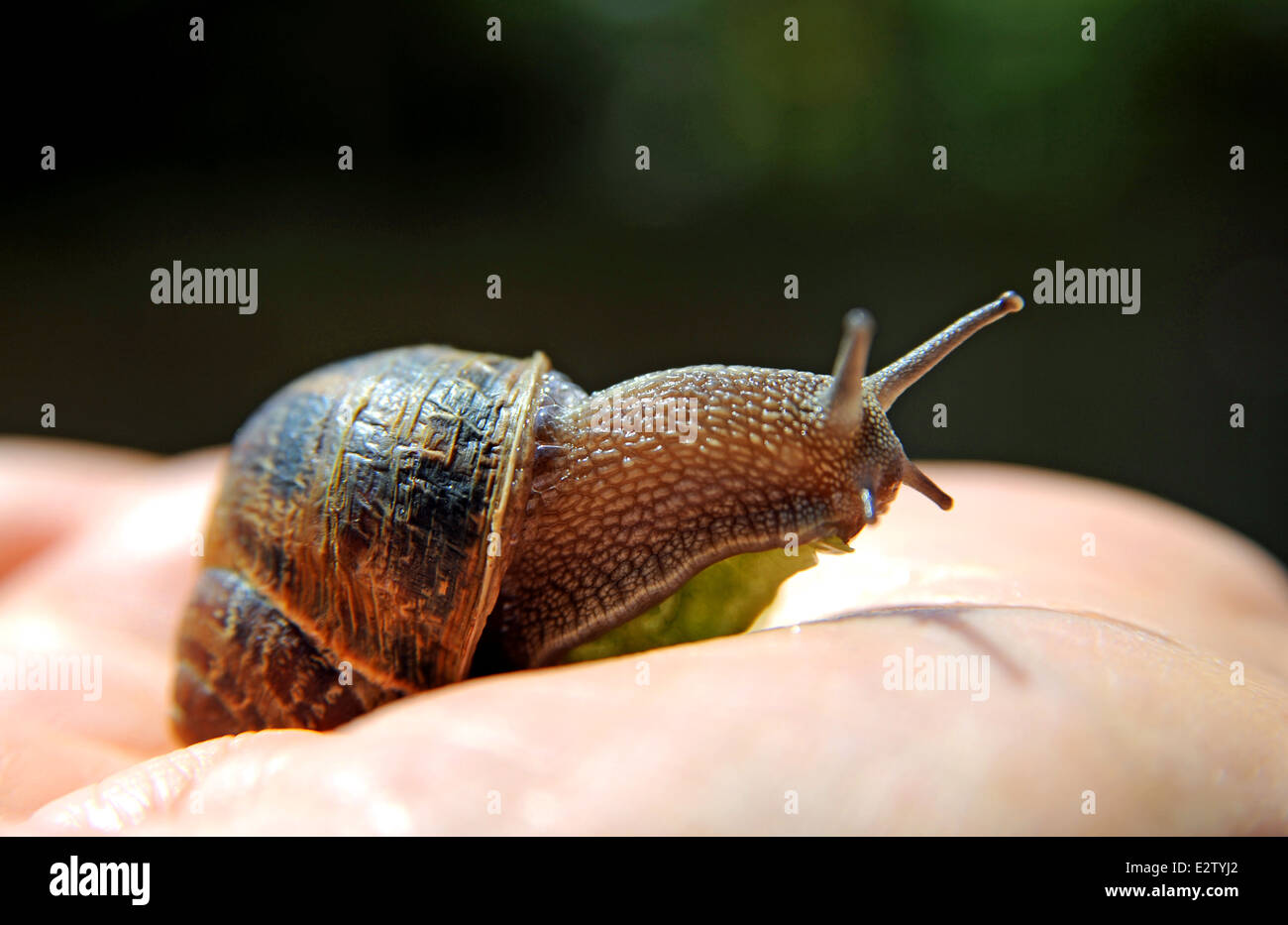 Garden Snail on the palm of a hand UK Stock Photo - Alamy