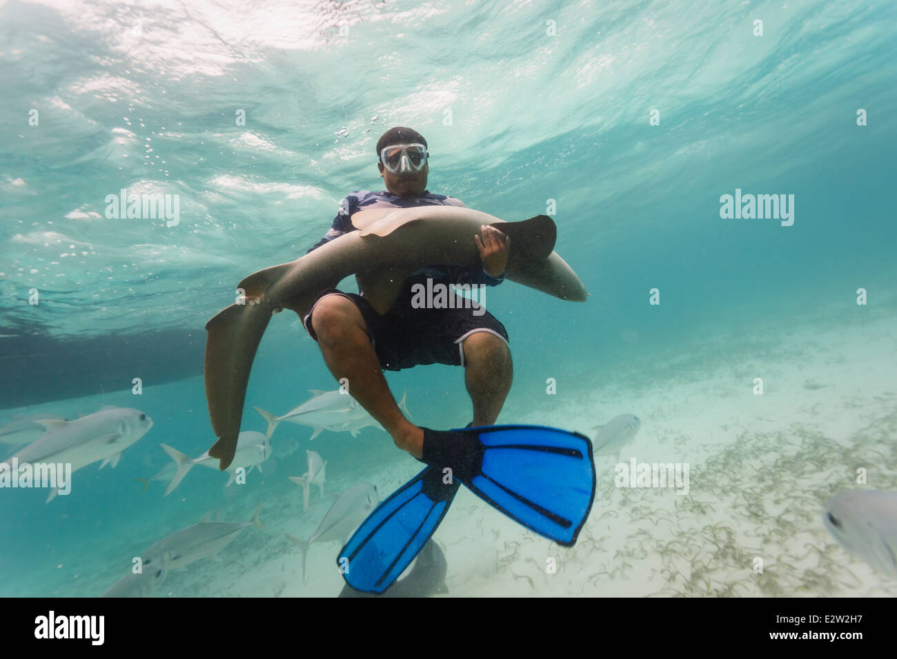 Paralyzed Nurse Shark being held in arms of scuba diver in open ocean ...