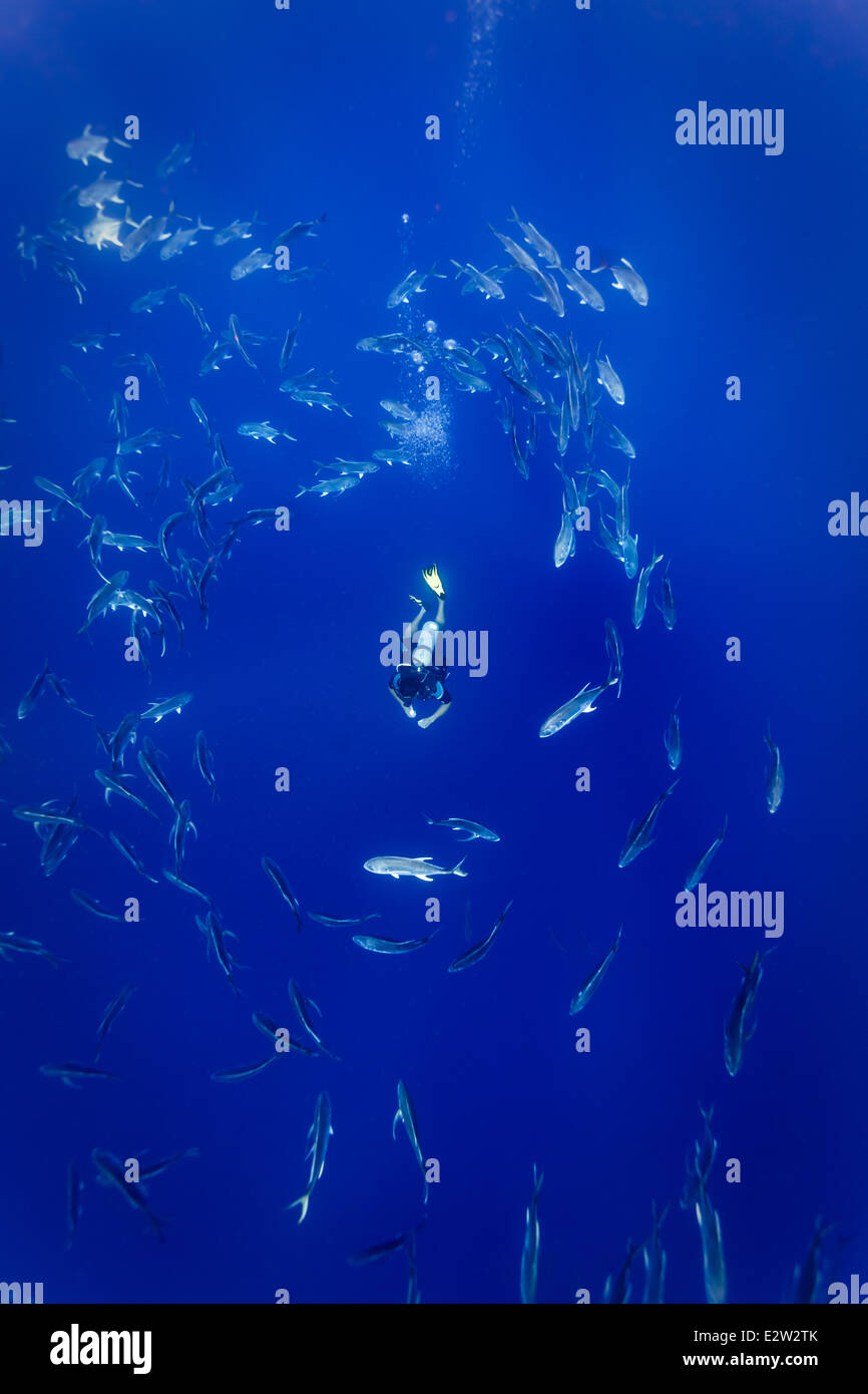 Three people scuba diving underwater hi-res stock photography and ...