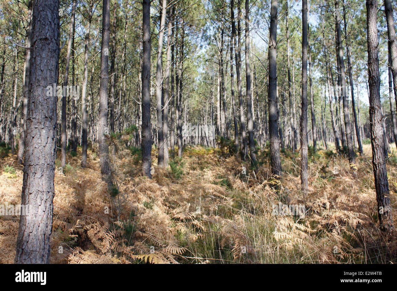Maritime pine trees and france hi-res stock photography and images - Alamy