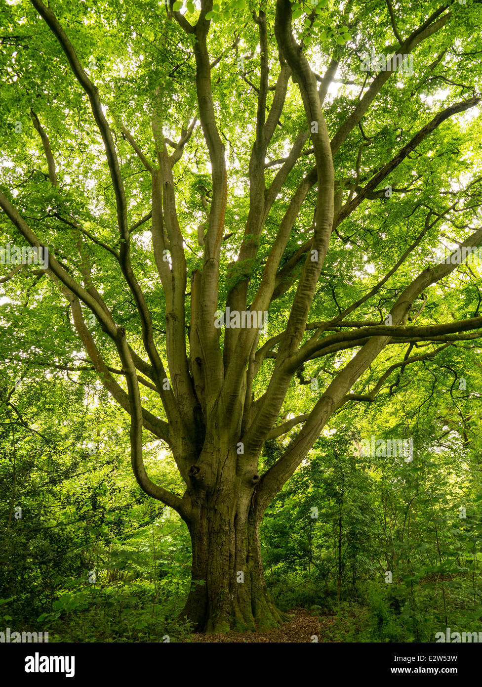 Beech tree in Shropshire Stock Photo - Alamy