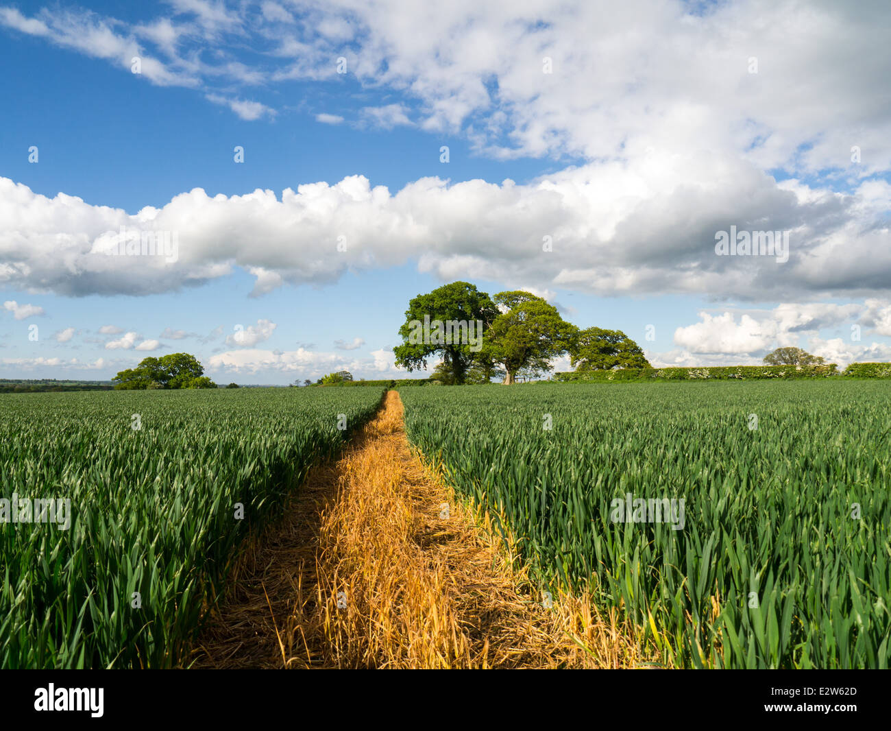 Footpath through a wheat field in Shropshire Stock Photo - Alamy