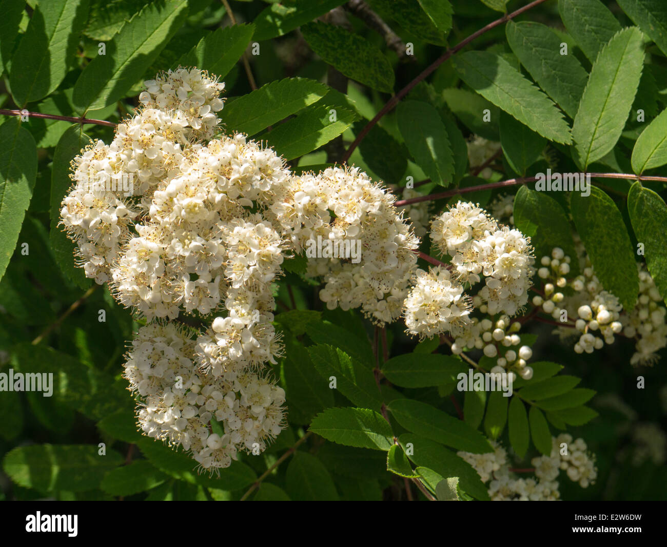 Blossom leaves hi-res stock photography and images - Alamy