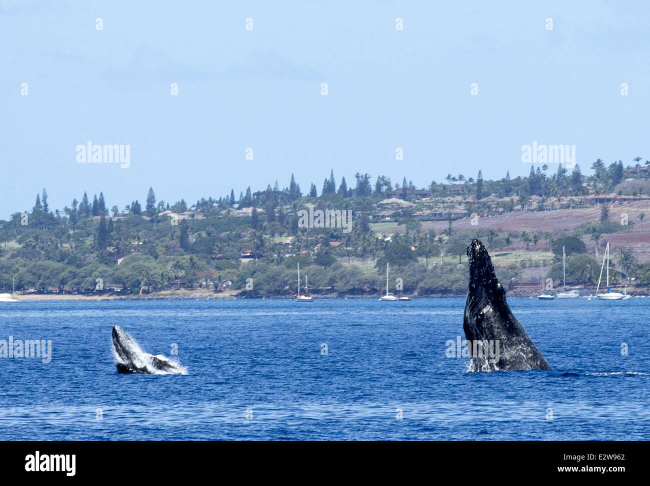 Baby humpback whale breaching hi-res stock photography and images - Alamy