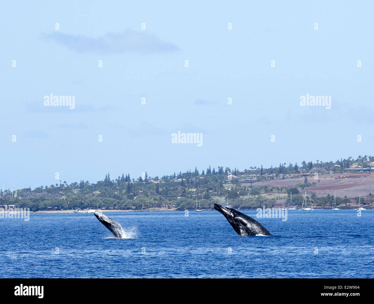 Humpback whales double breach hi-res stock photography and images - Alamy
