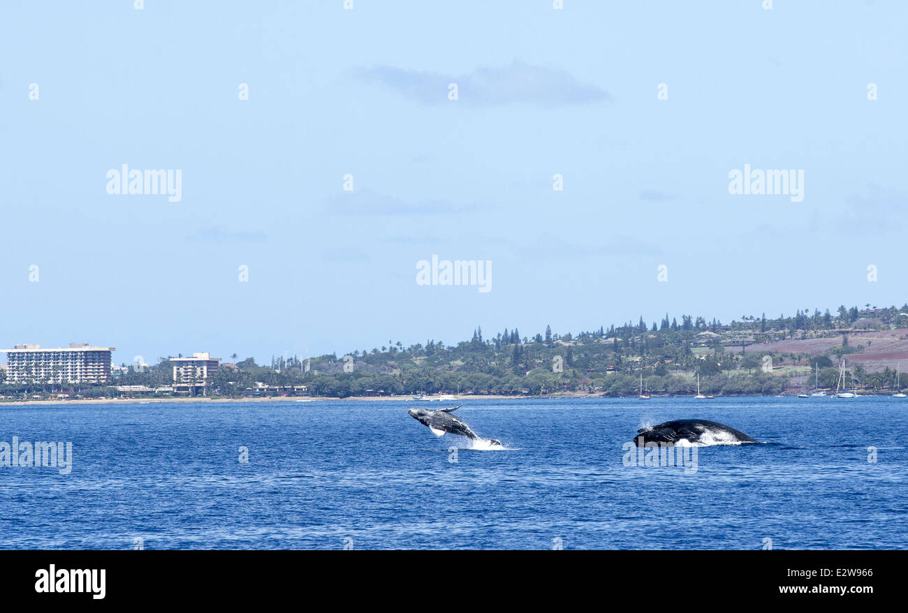 Humpback whales double breach hi-res stock photography and images - Alamy