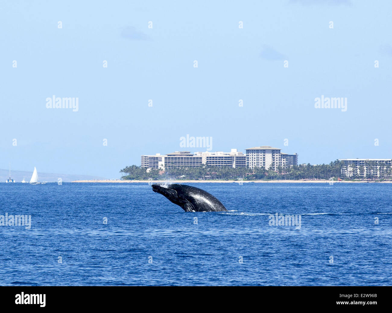 A humpback whale mother and her young calf can be seen breaching off ...