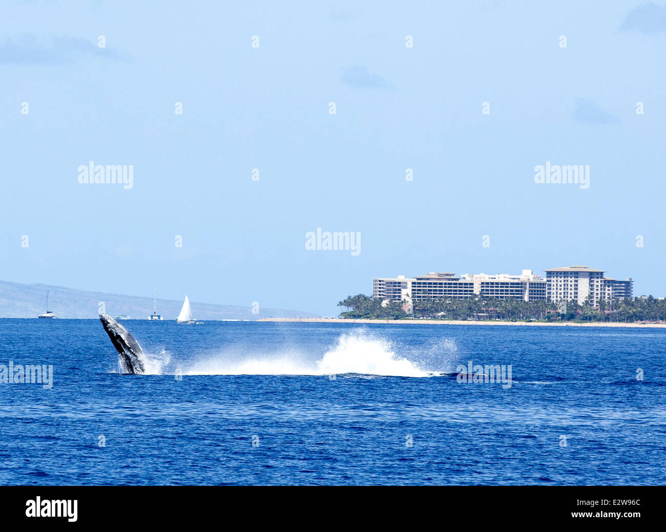 Humpback whales double breach hi-res stock photography and images - Alamy