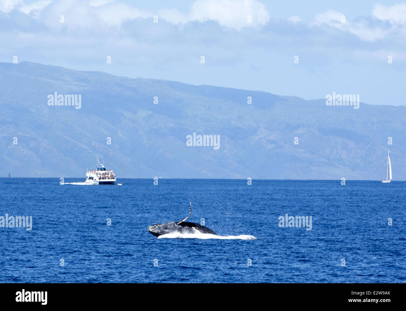 A humpback whale mother and her young calf can be seen breaching off ...