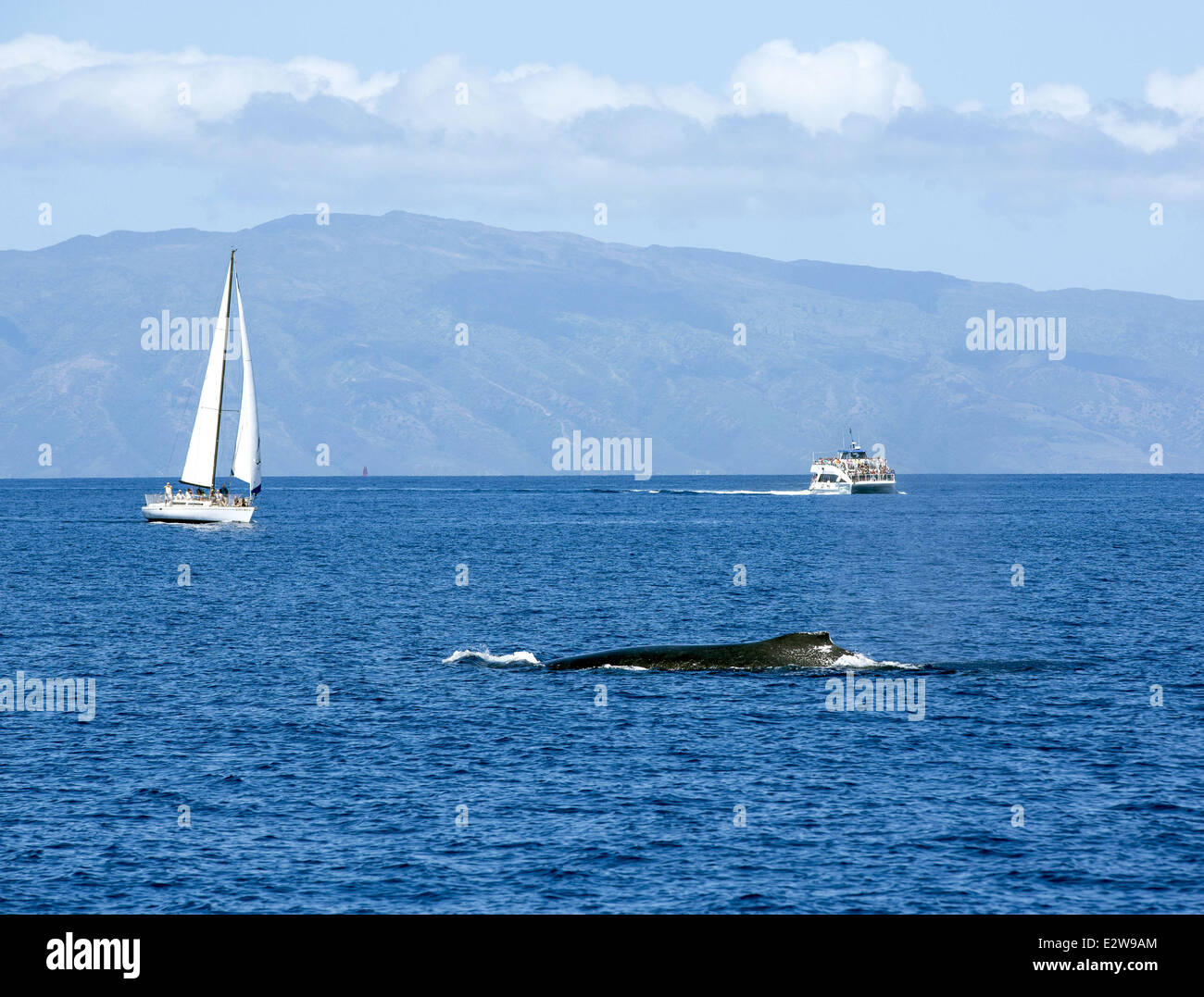 A humpback whale mother and her young calf can be seen breaching off ...