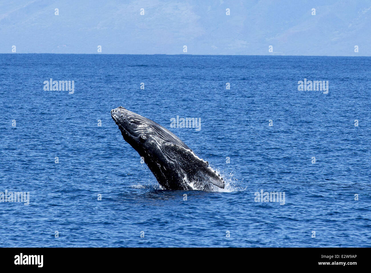 A humpback whale mother and her young calf can be seen breaching off ...