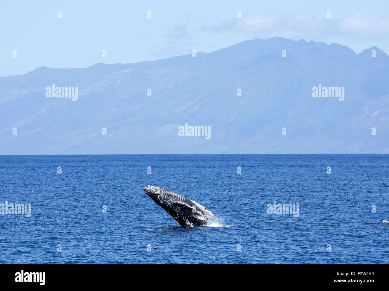A humpback whale mother and her young calf can be seen breaching off ...
