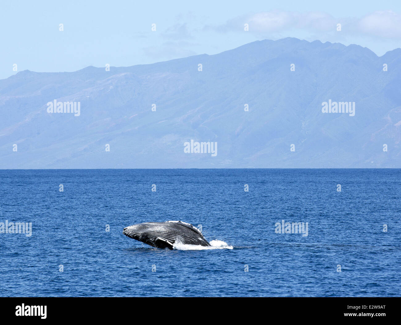 A humpback whale mother and her young calf can be seen breaching off ...