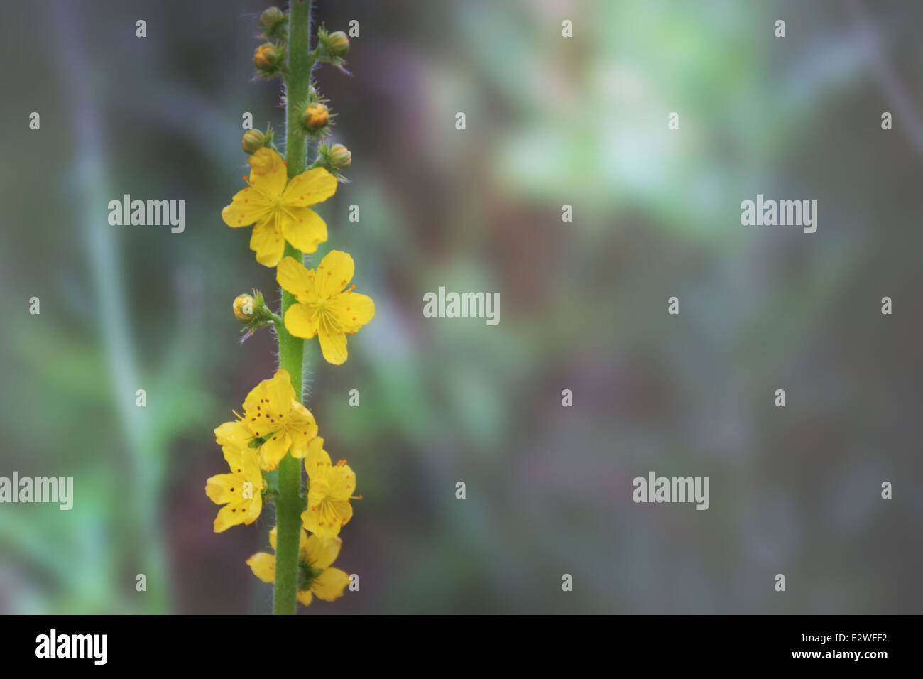 Yellowish heather hi-res stock photography and images - Alamy