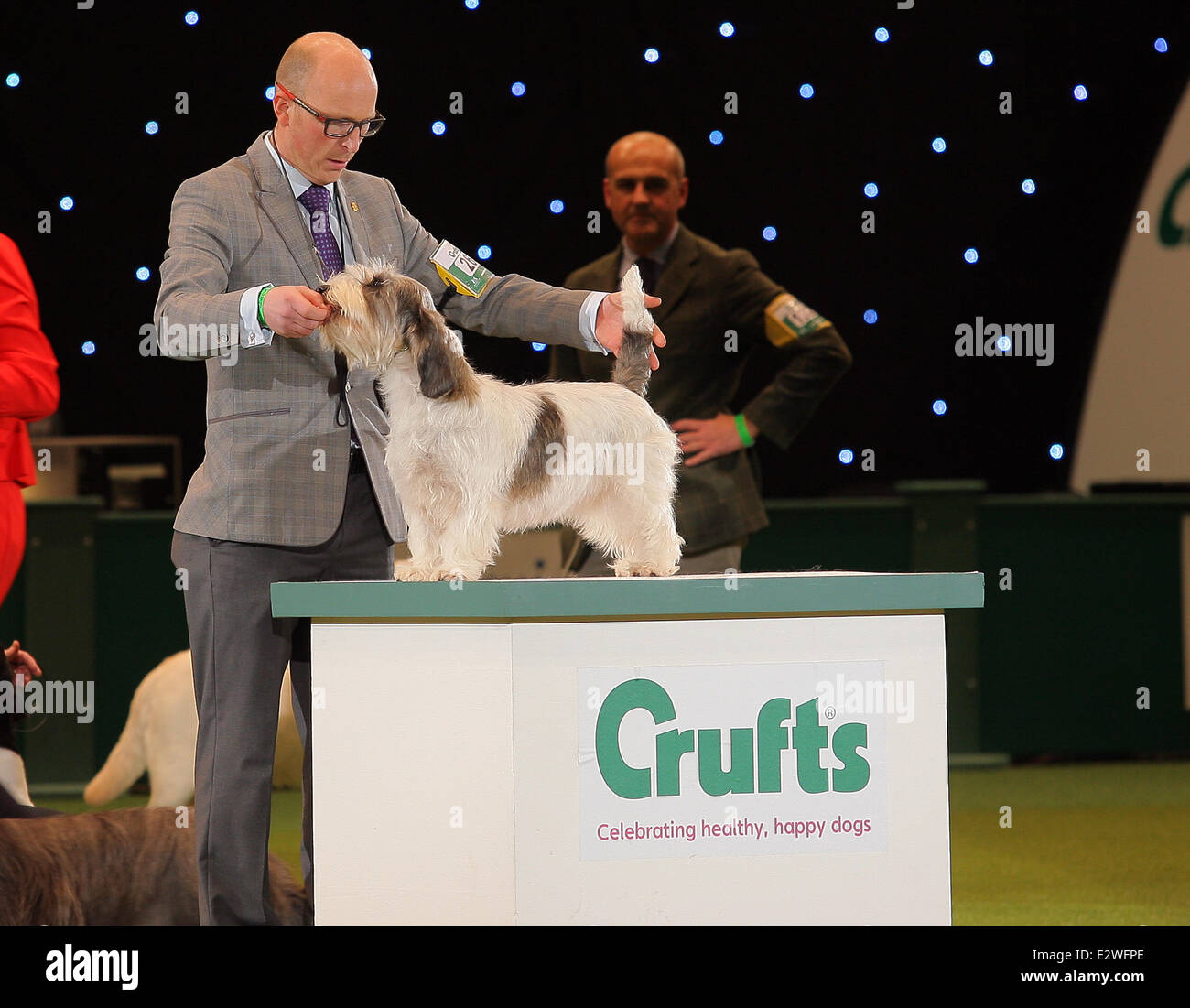 Petit Basset Griffon Vendéen wins best of breeds at Crufts 2013 at NEC ...