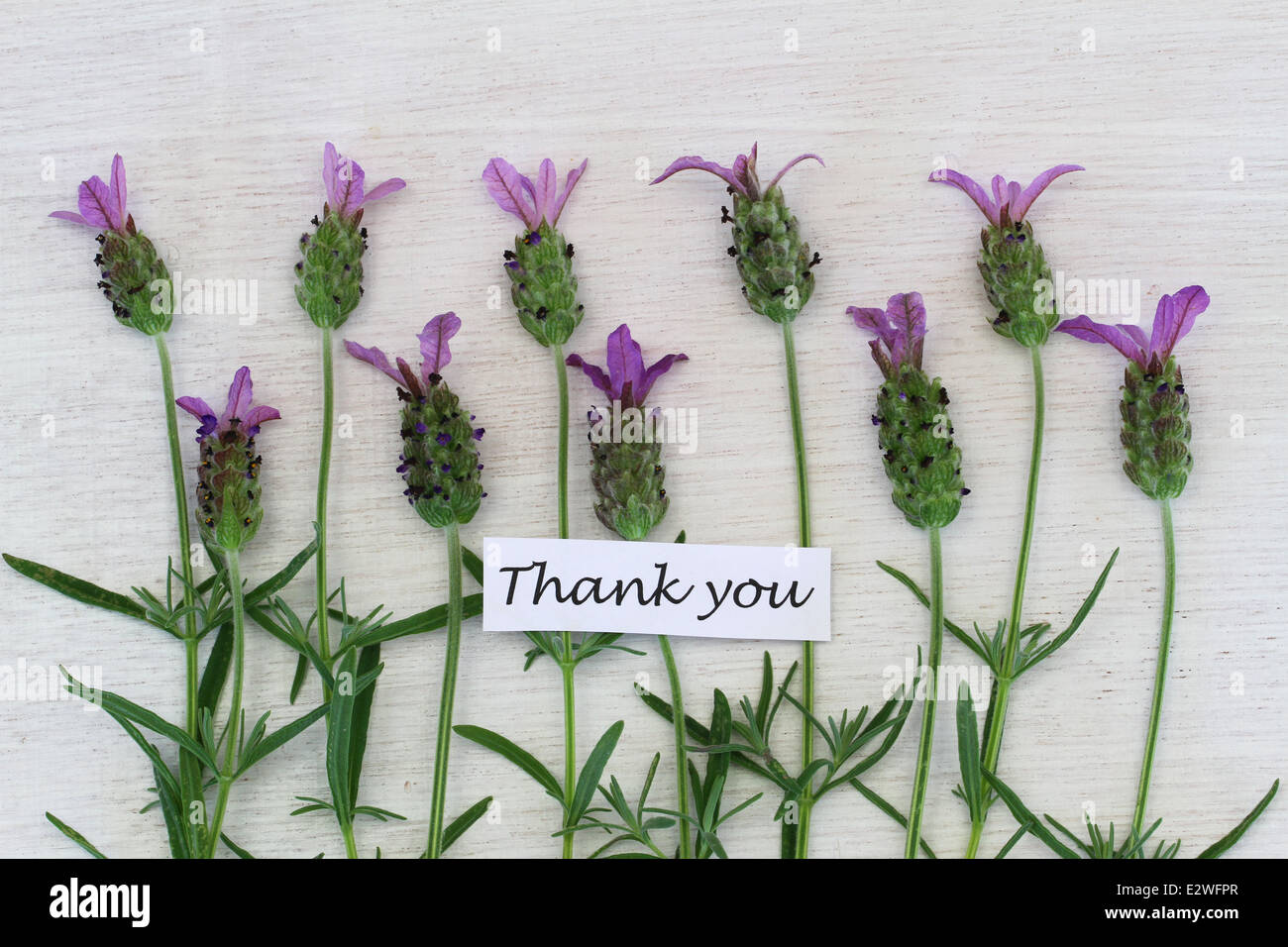 Lavender card hi-res stock photography and images - Alamy