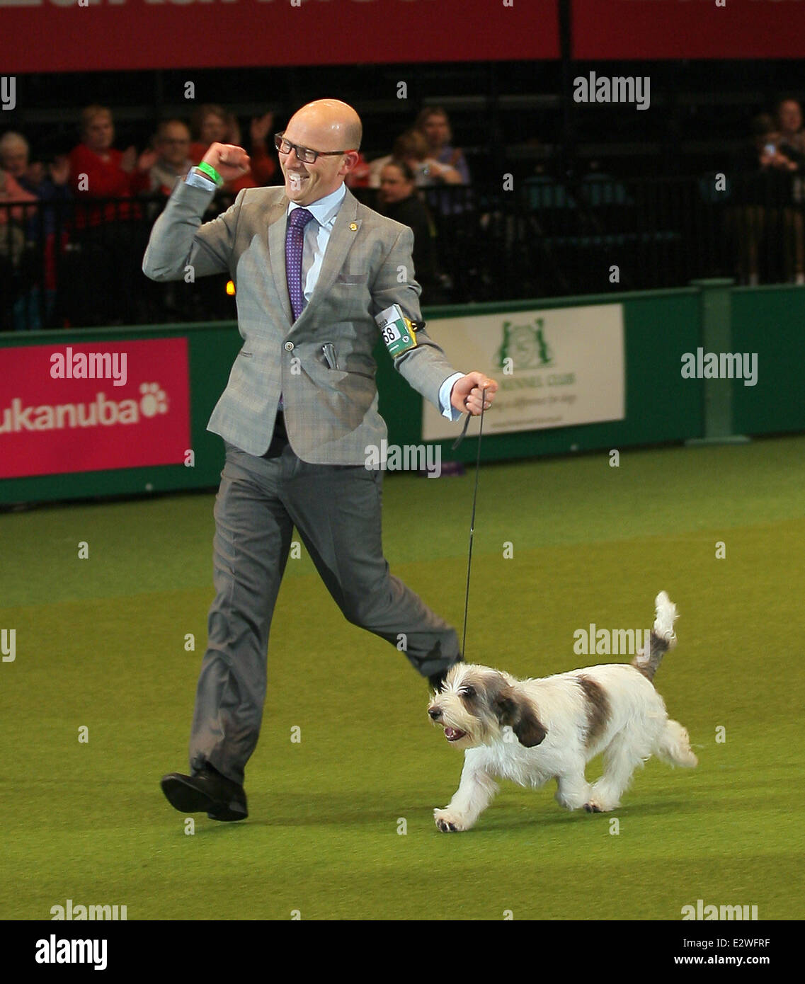 Petit Basset Griffon Vendéen wins best of breeds at Crufts 2013 at NEC ...