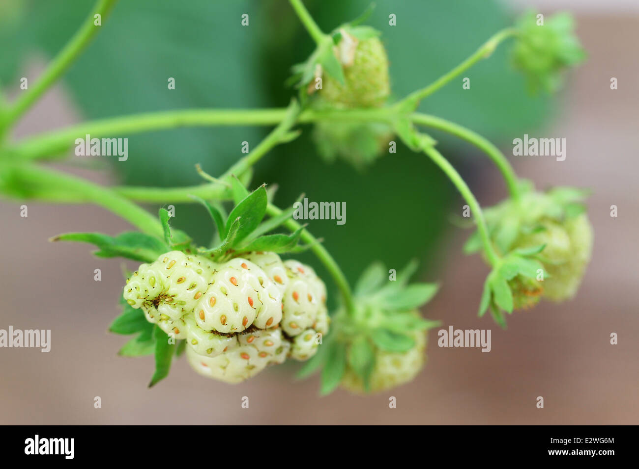 Unripe strawberry fruit hi-res stock photography and images - Alamy