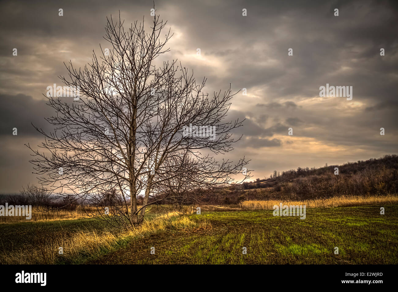 Growing wheat field with tree, hdr pictures Stock Photo - Alamy