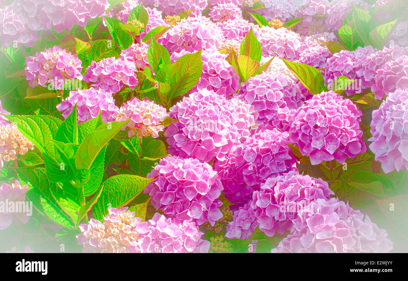 Hydrangea arborescens pink annabelle hi-res stock photography and ...