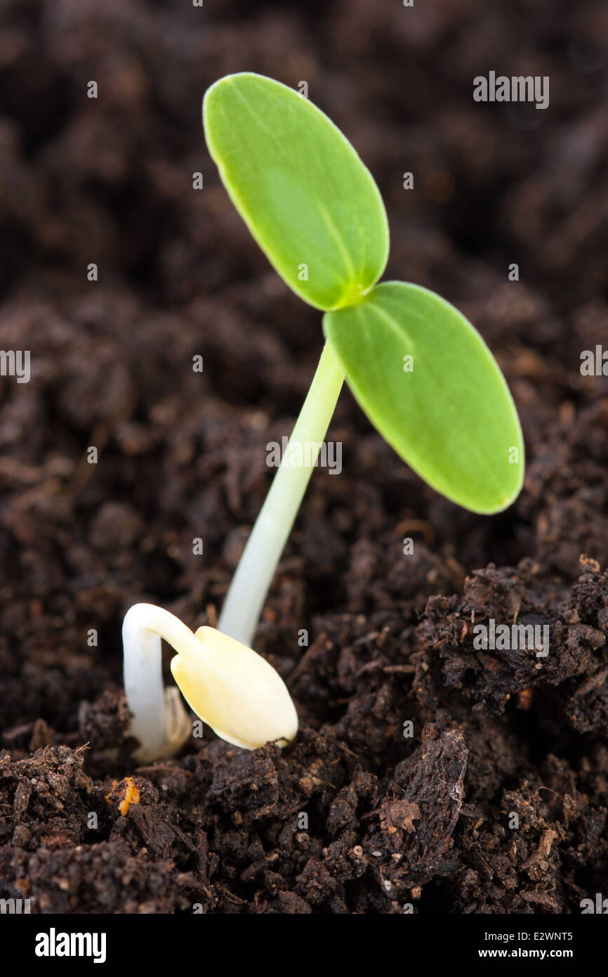 Green young plant Stock Photo - Alamy