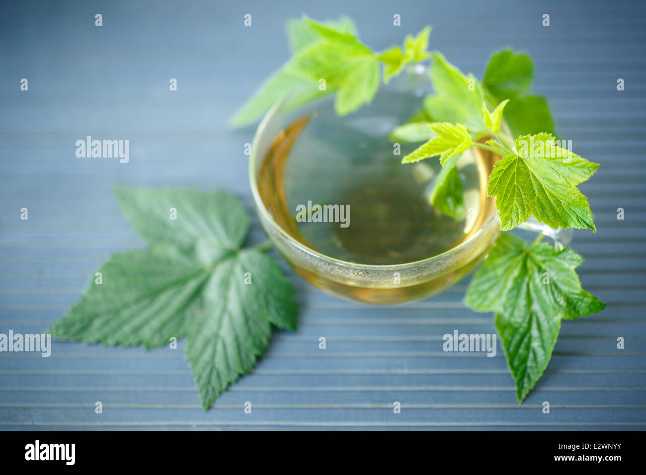 Currant leaves hi-res stock photography and images - Alamy