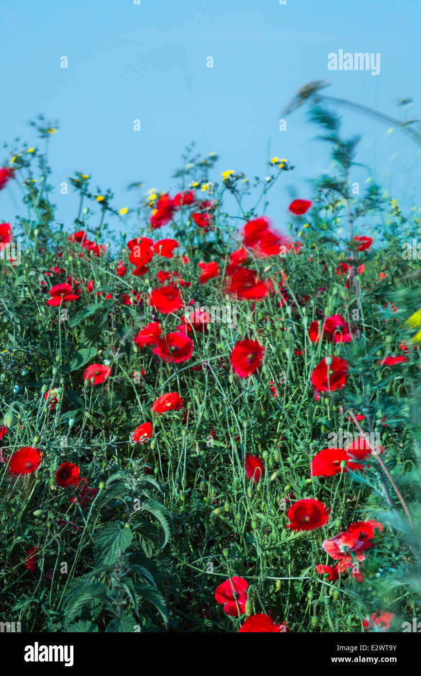 Wind blown poppy hi-res stock photography and images - Alamy