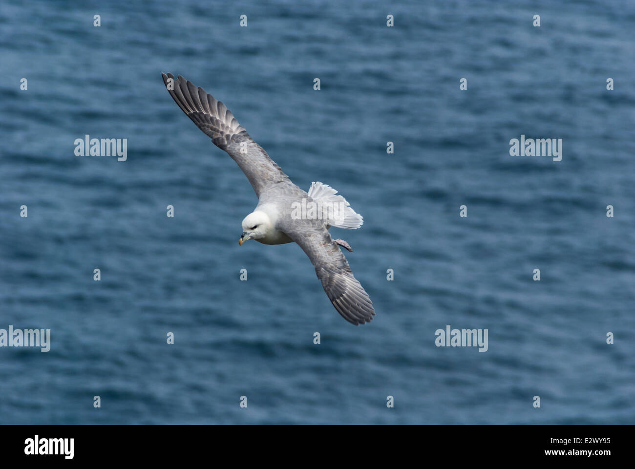 Sea esters hi-res stock photography and images - Alamy