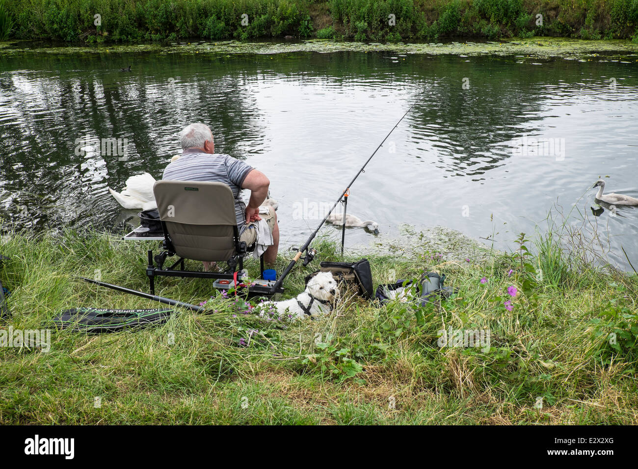 Pestered hi-res stock photography and images - Alamy