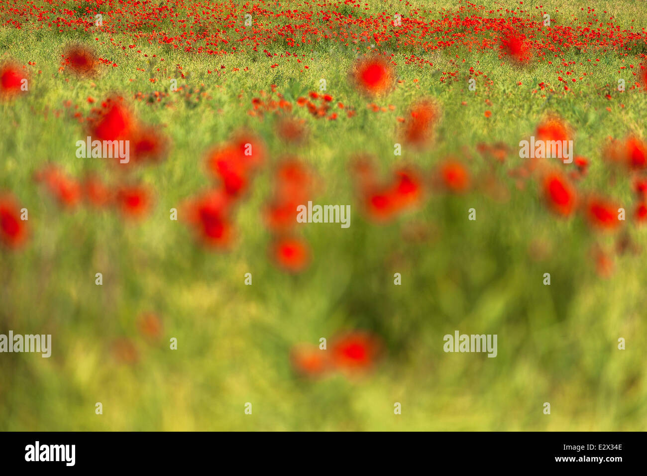 Poppies on Sunny Morning Stock Photo - Alamy