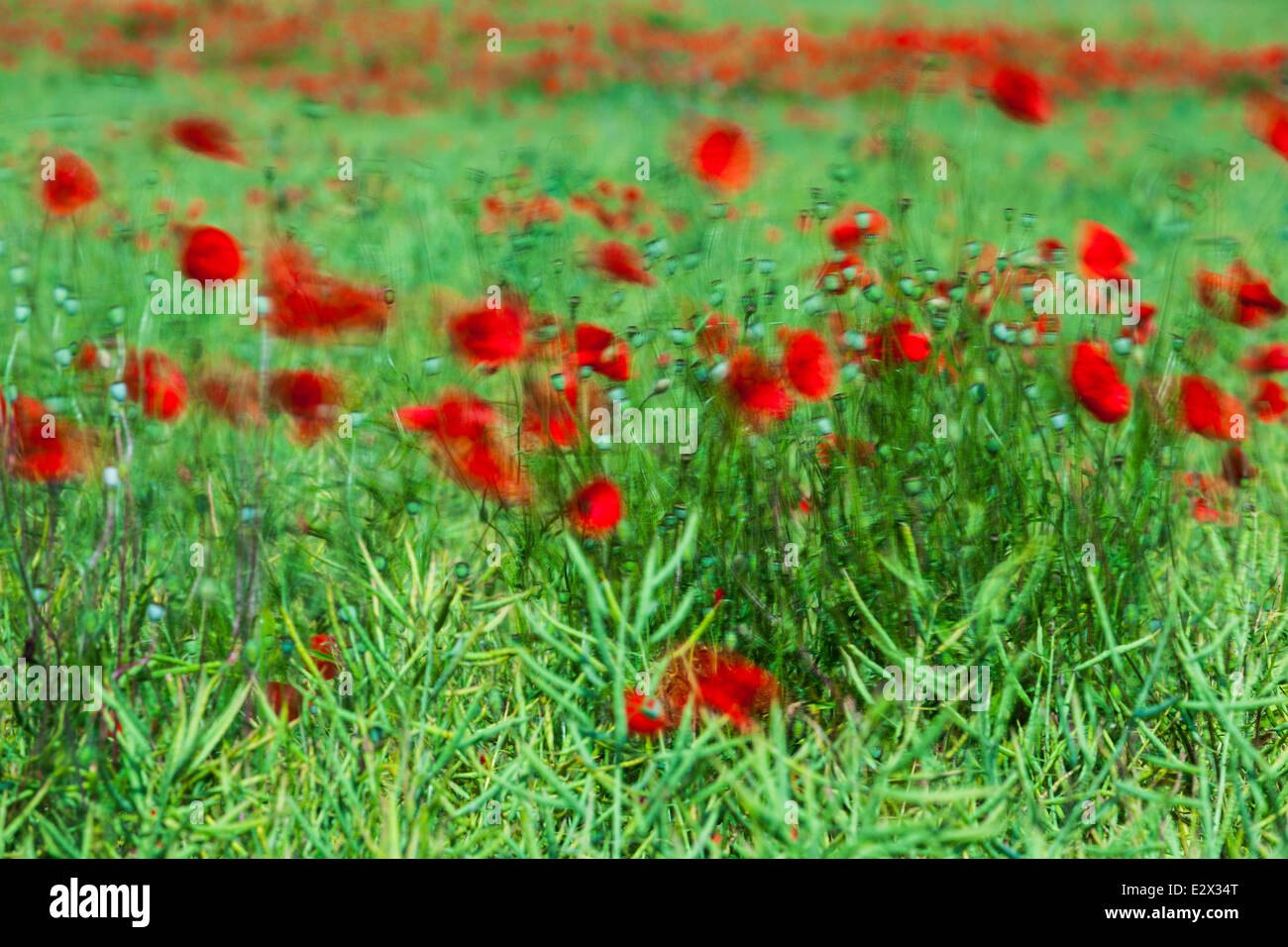 Poppies on Sunny Morning Stock Photo - Alamy